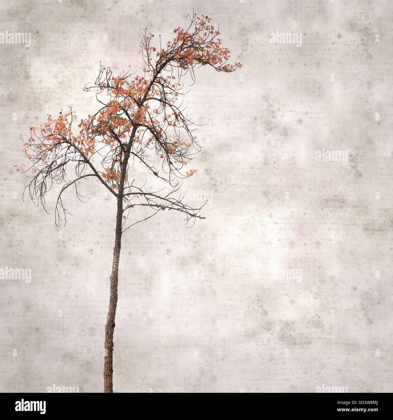 stylish textured old paper square background with a young black poplar ...