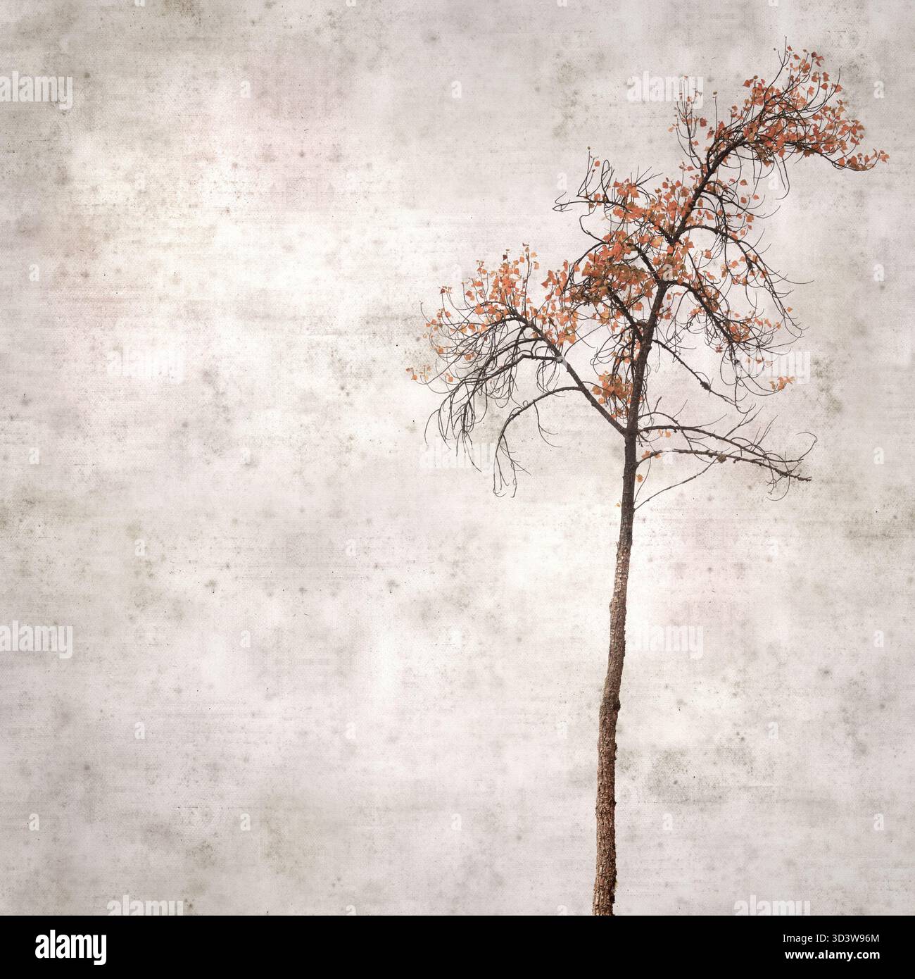 stylish textured old paper square background with a young black poplar ...