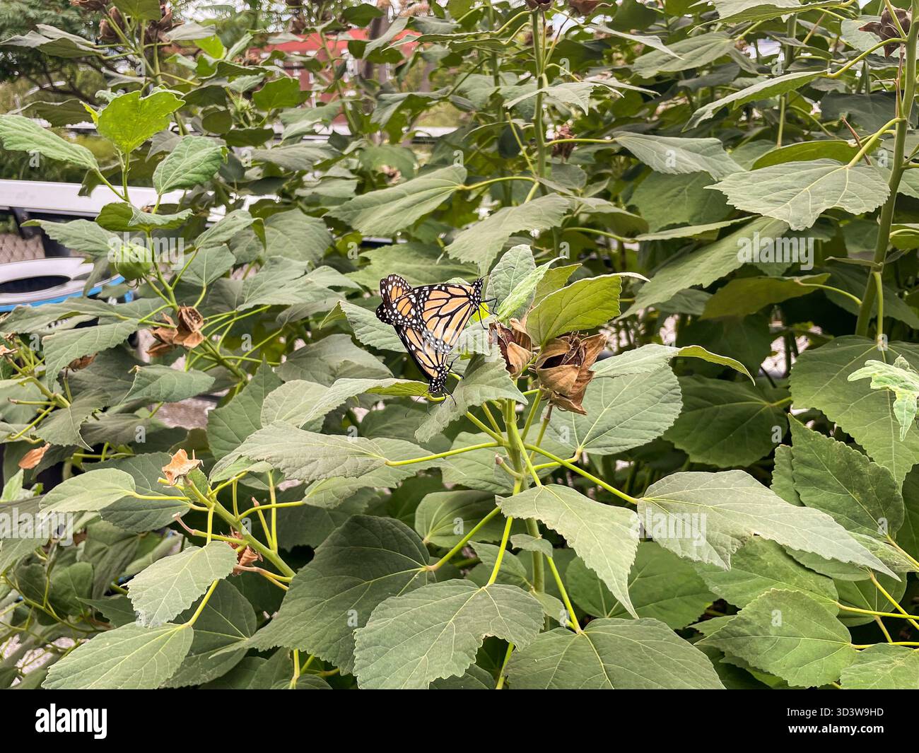 Pair of mating Monarch (Danaus plexippus) butterflies on the Highline ...