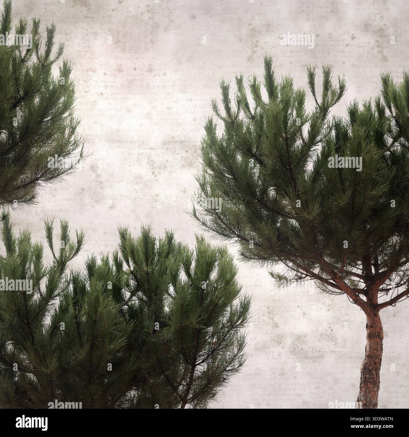 stylish textured old paper square background with a young specimen of a ...