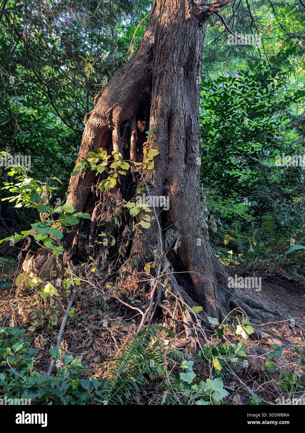 Life takes over after death is present Stock Photo - Alamy