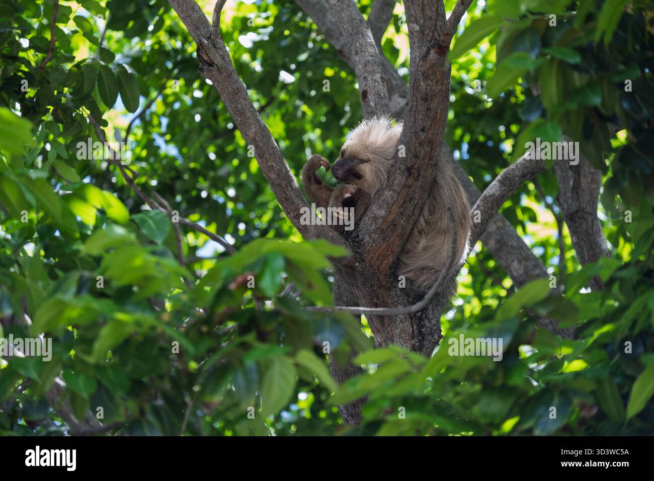 Sloth in jungles panama hi-res stock photography and images - Alamy