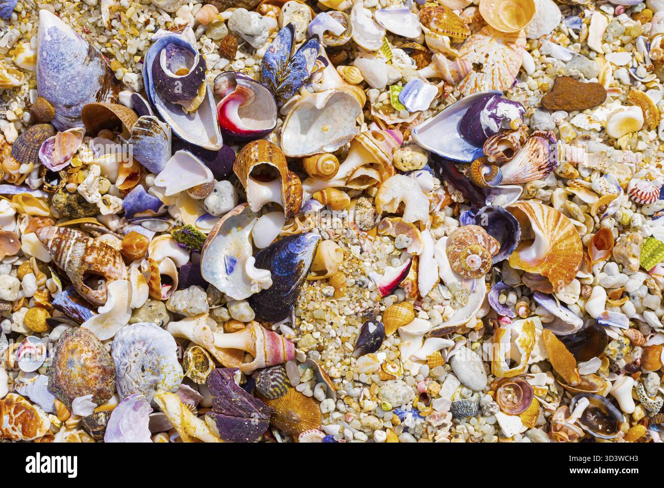 Overhead view of washed up and broken sea shells on sandy beach in Cape ...