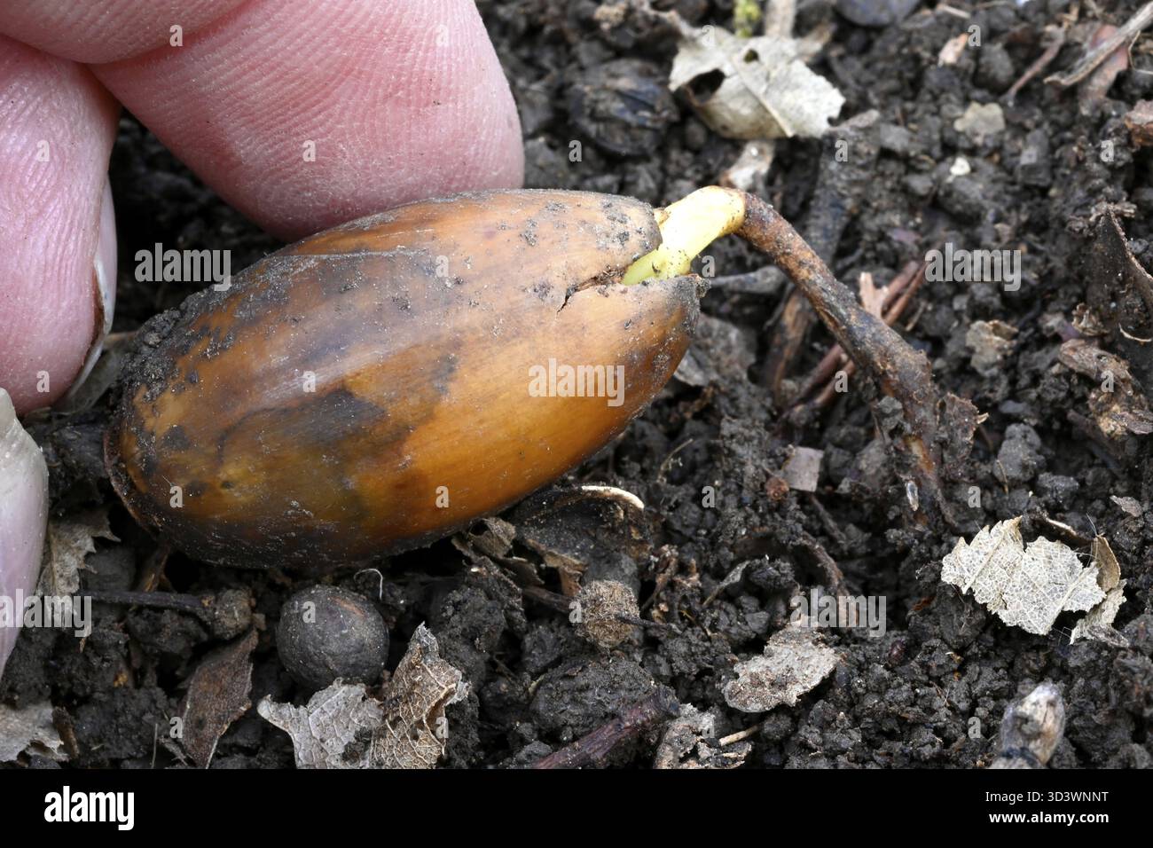Germinating acorn on the ground (Quercus robur Stock Photo - Alamy