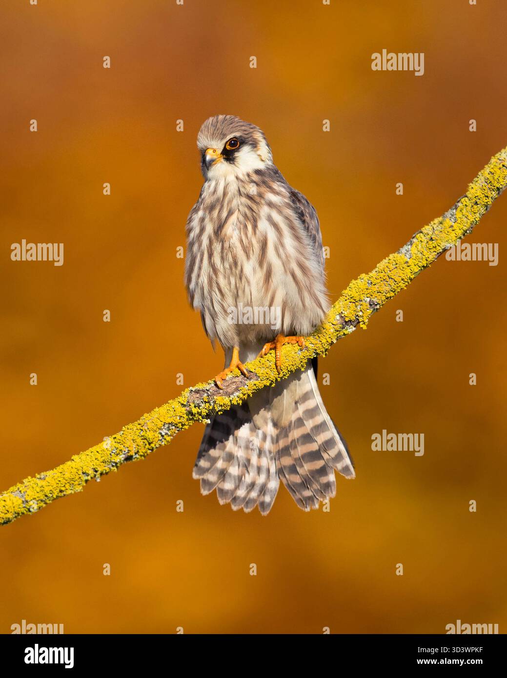 The red-footed falcon (Falco vespertinus), formerly the western red ...