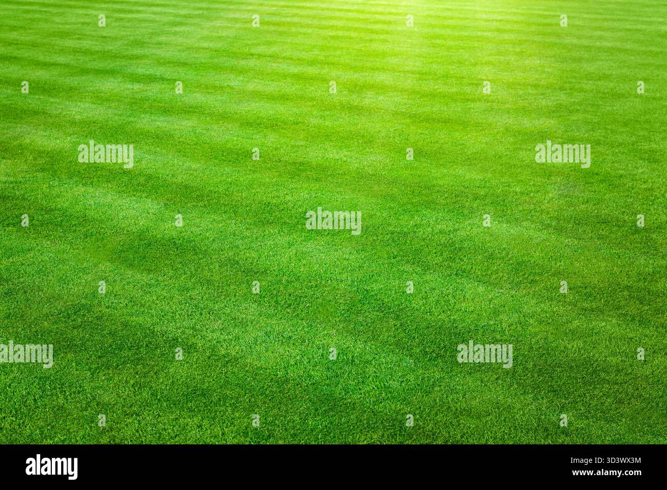 Grass background - Sunny landscape view of a large patch of some ...