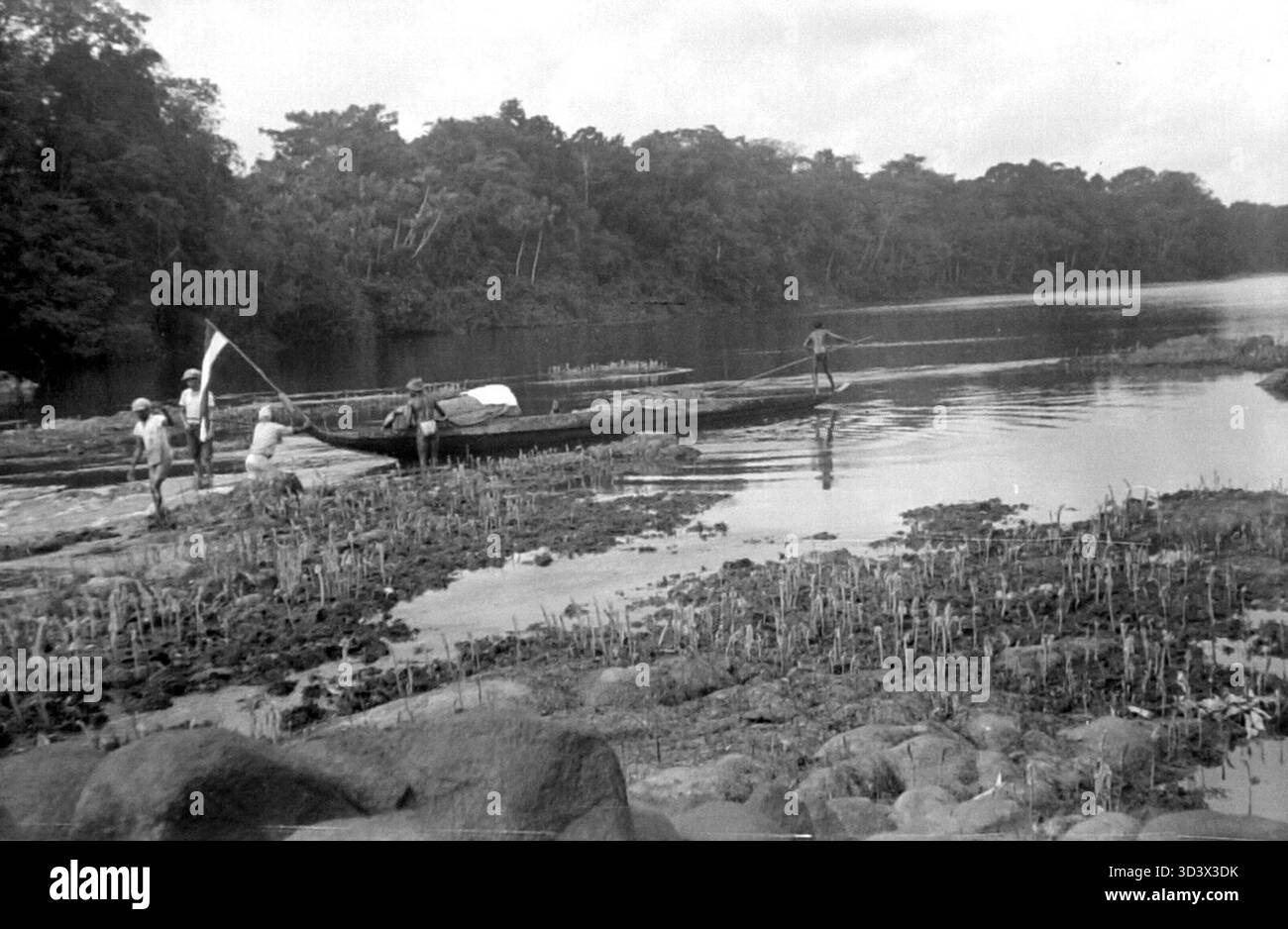 A photograph showing blooming aquatic plants in a Soela, taken between ...