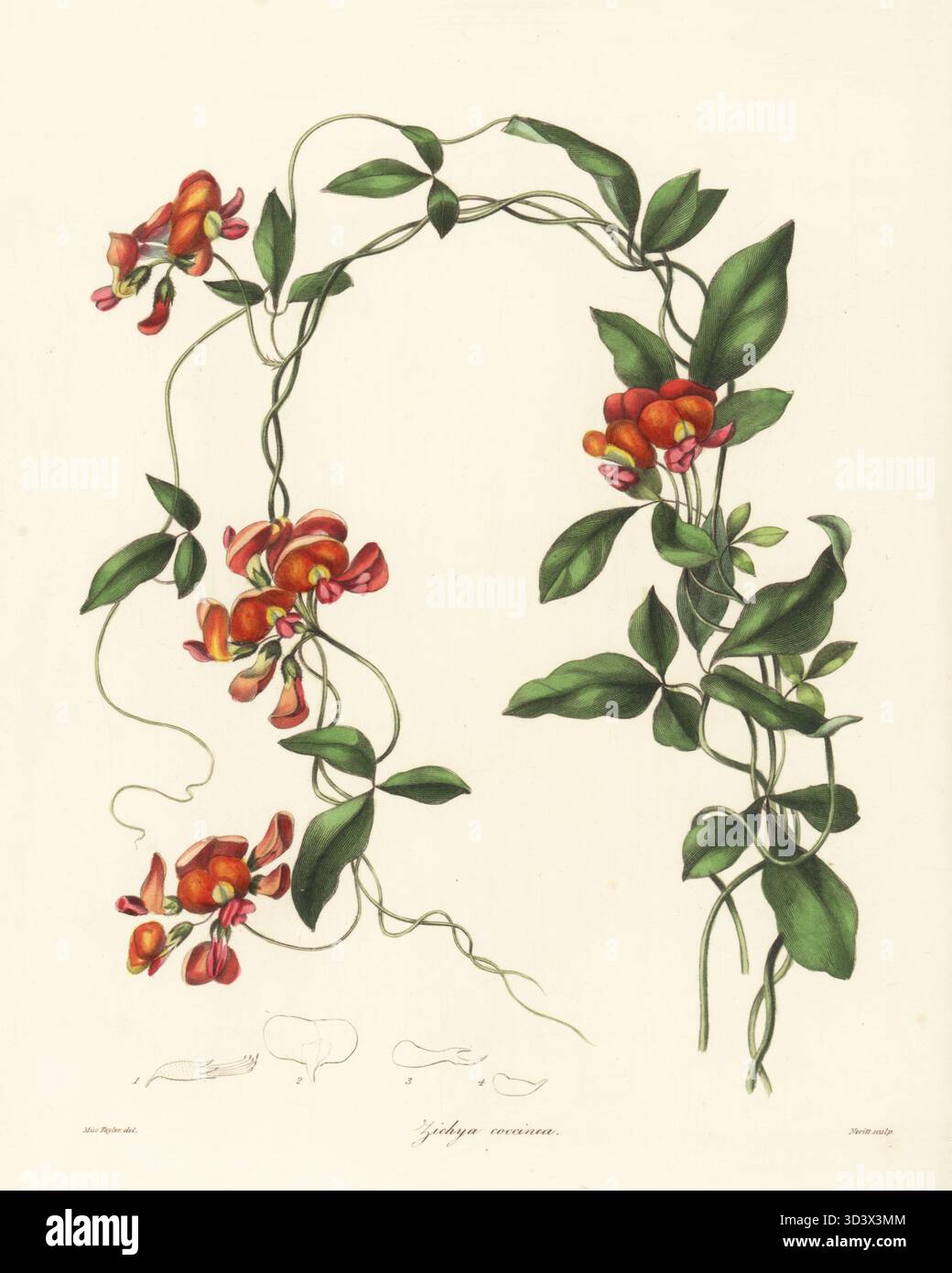 Zichya coccinea hi-res stock photography and images - Alamy