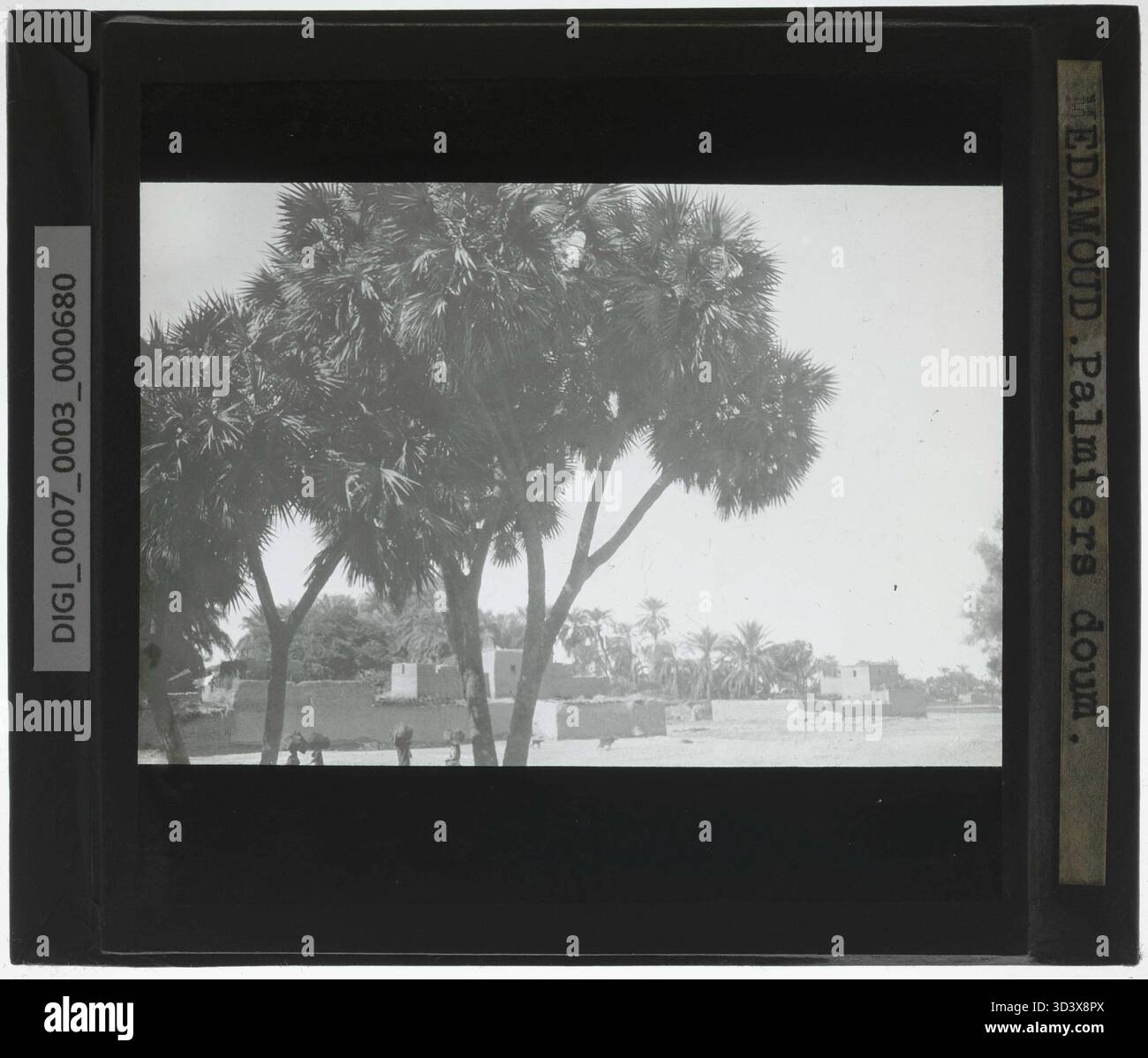 This circa 1924-1932 glass diapositive captures a Doum palm tree in the ...