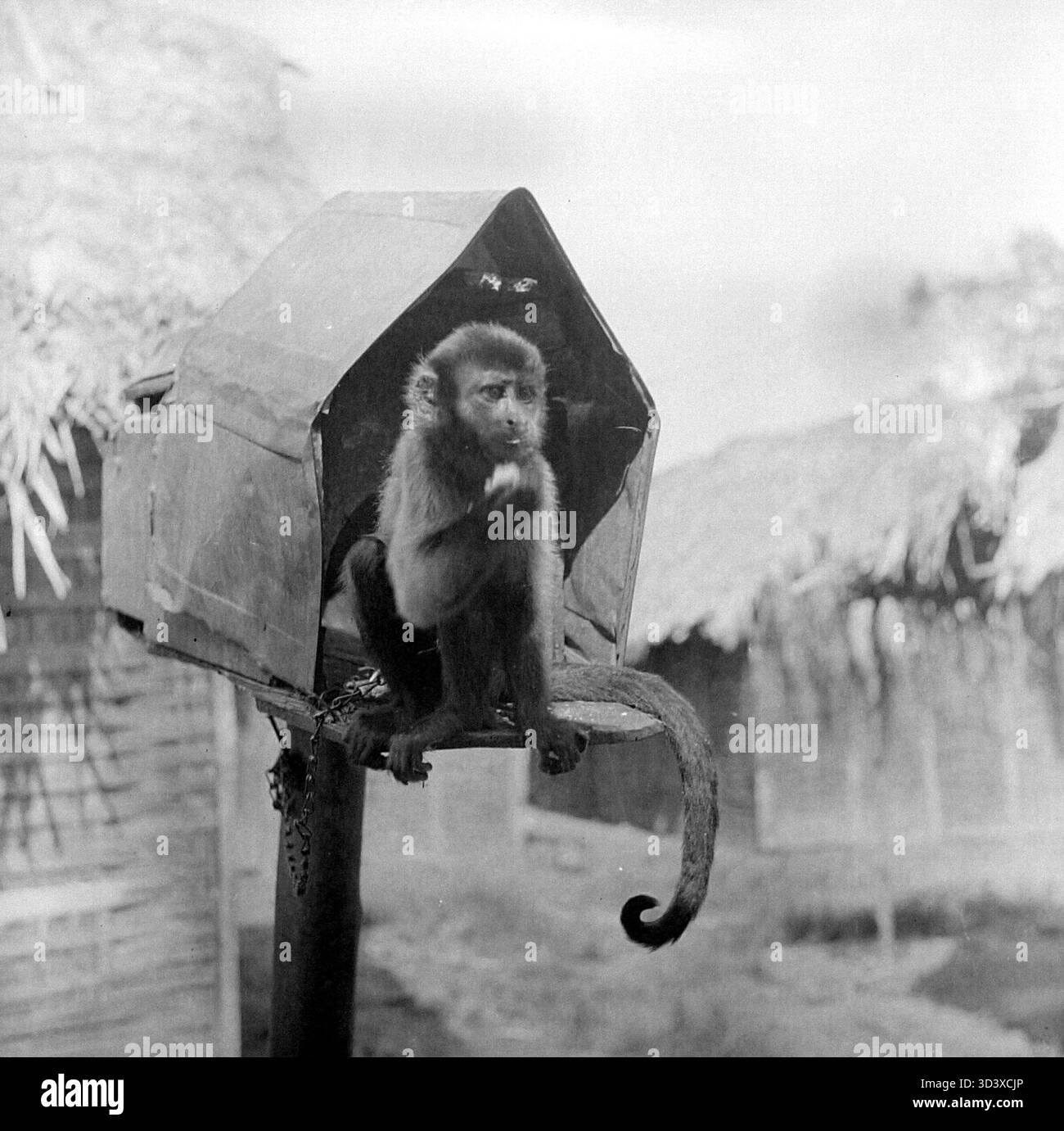 Primates in the forest Black and White Stock Photos & Images - Alamy