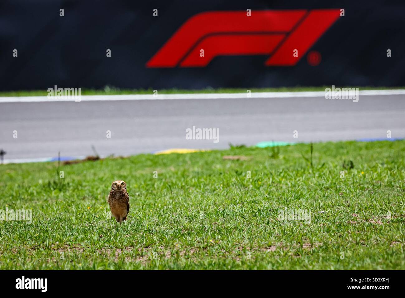 An owl seen watching during the 2025 Formula 1 Grande Premio de Sao ...