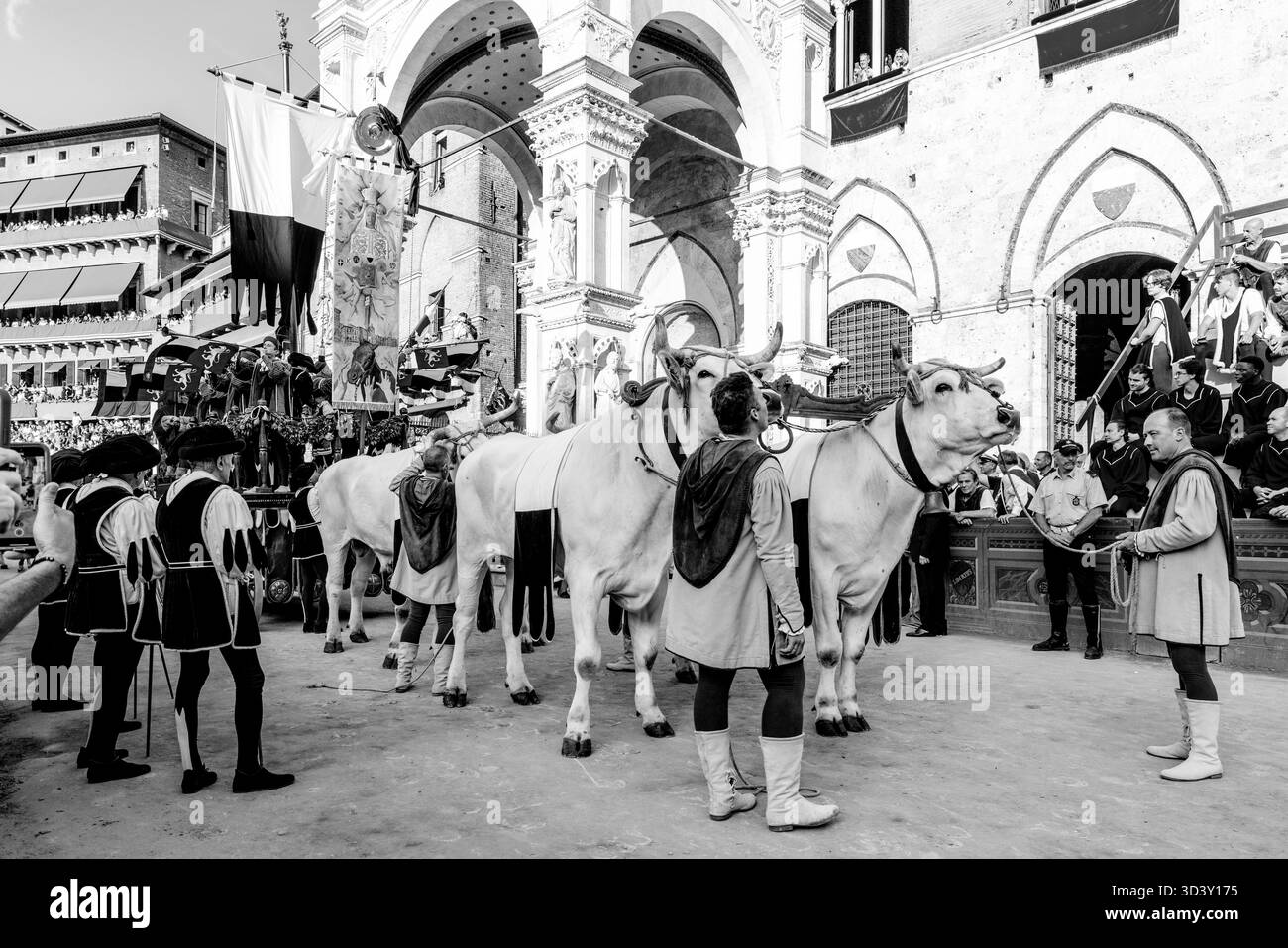 The Carroccio (Ox Drawn Cart) Carrying The Hand Painted Drappellone ...