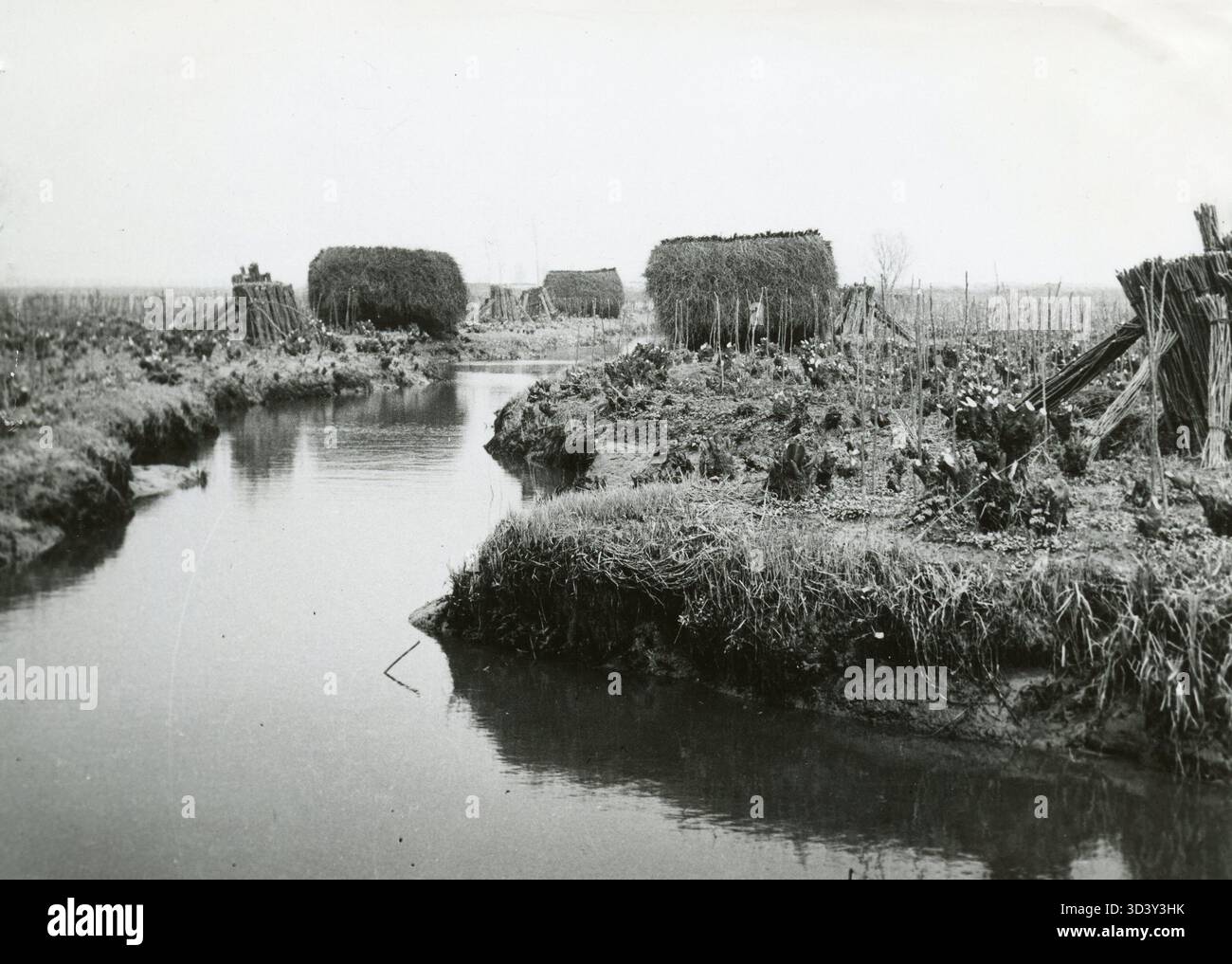 A photograph showing the cutting and stacking of griendhout (willow ...