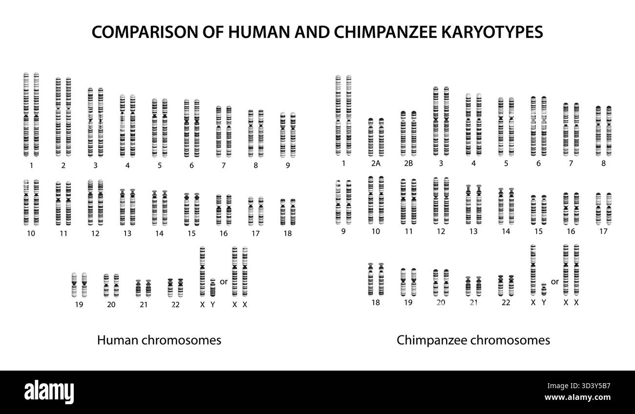 Comparison of Human and Chimpanzee Karyotypes: similarities and ...