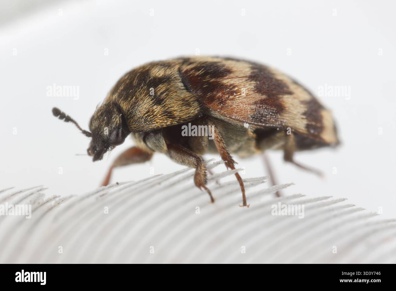 Attagenus trifasciatus, skin beetle, Dermestidae, side view of an ...