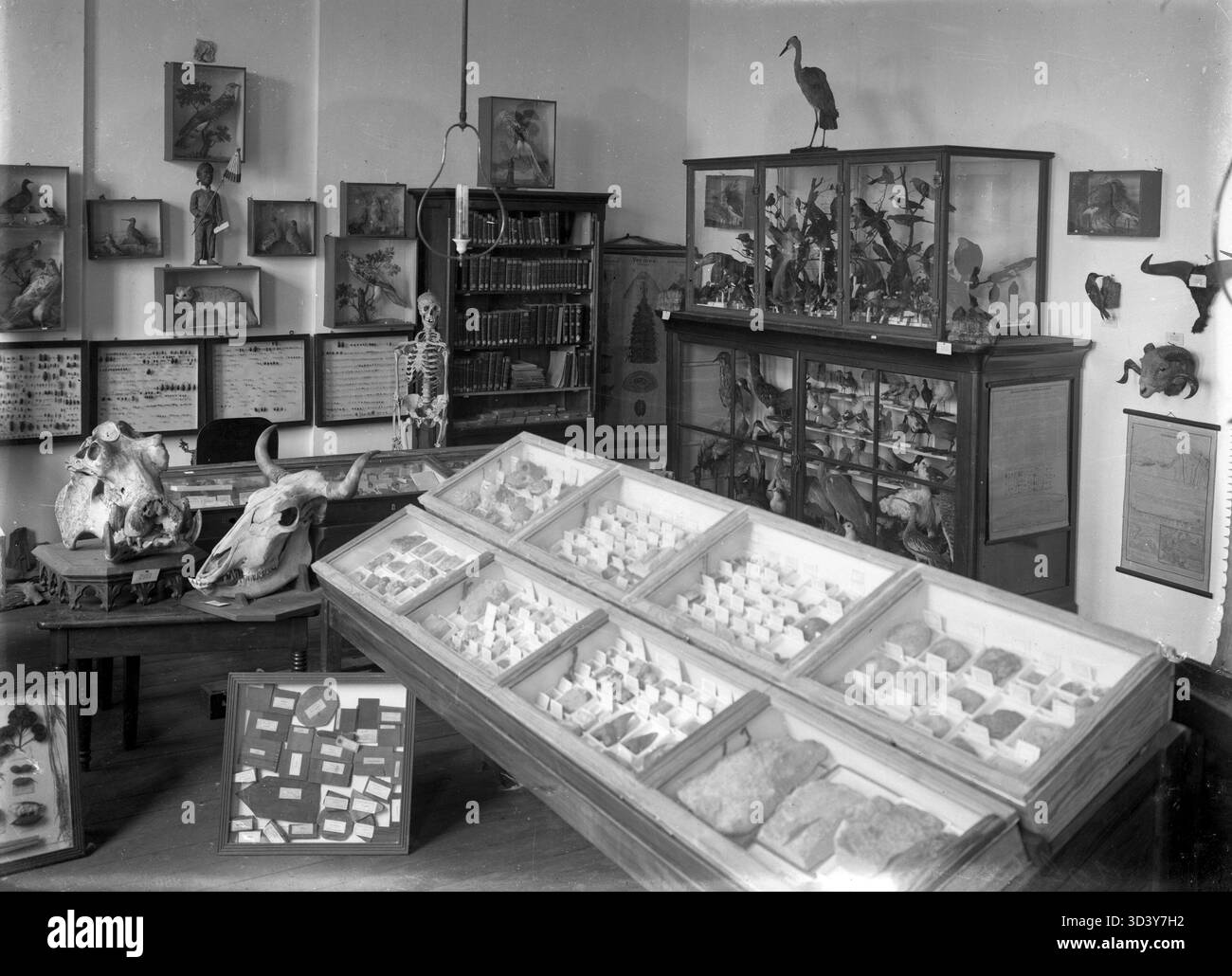 Interior of the natural history cabinet at the Rolduc boarding school ...