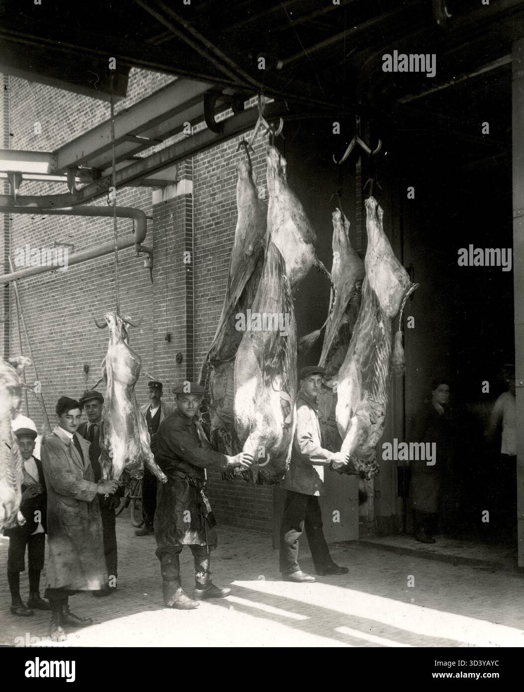 Men transport slaughtered animal carcasses on a rail to the chilling ...