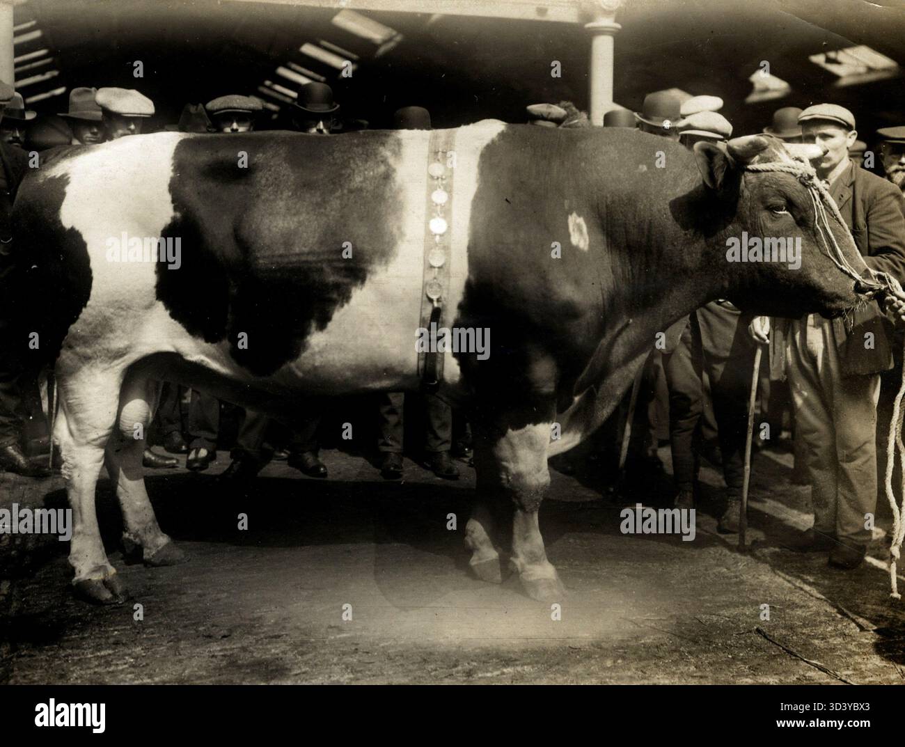 In 1912, a prize-winning cow with medals on its belly strap was ...