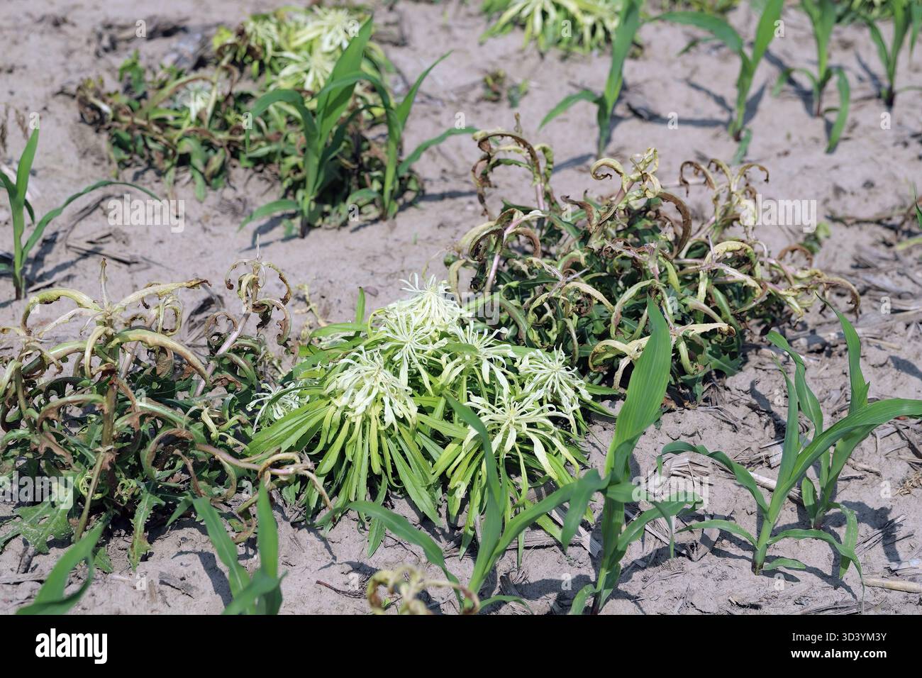 Effect of pesticides on crops hi-res stock photography and images - Alamy