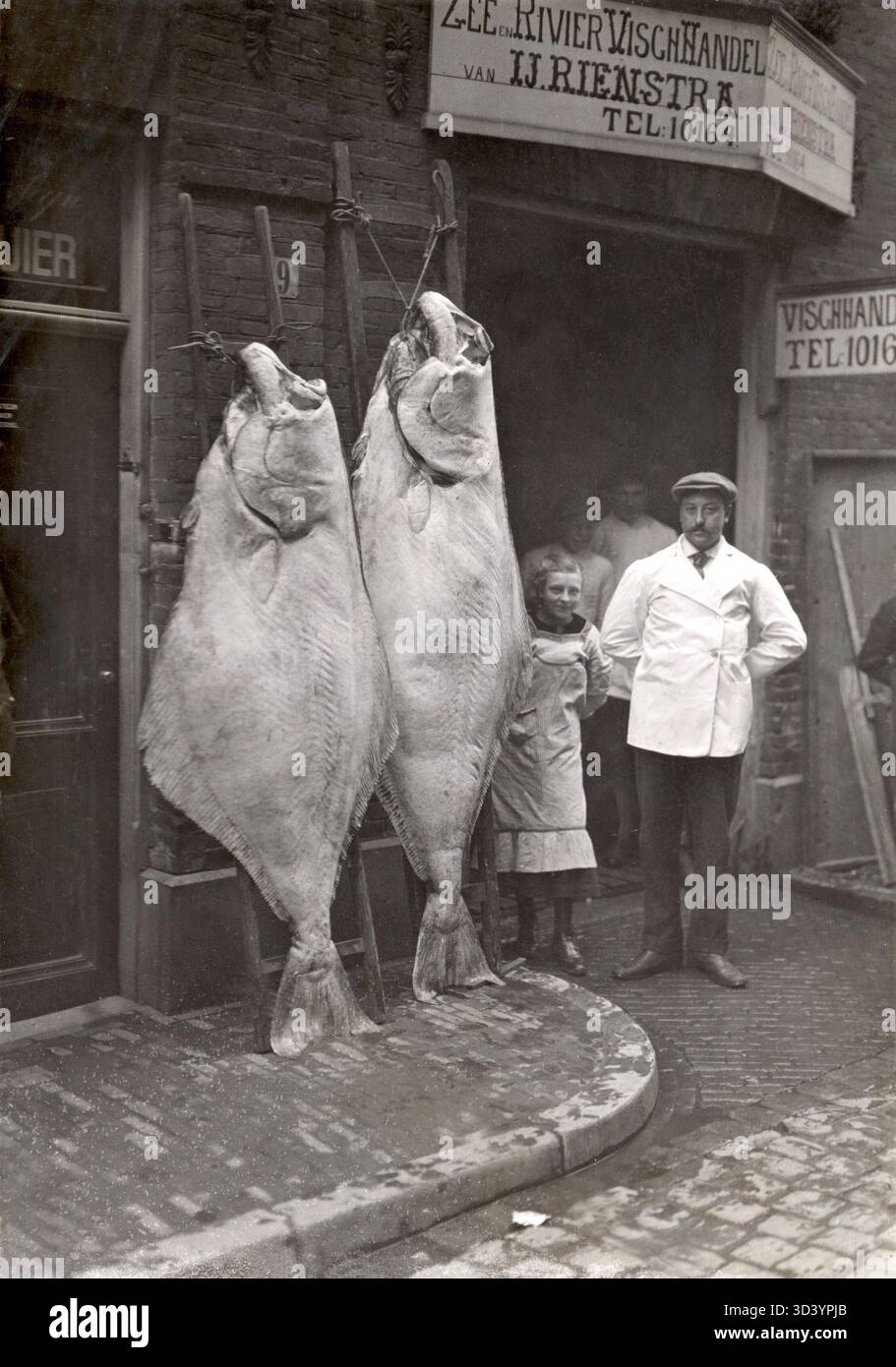 Two halibut (300 and 200 pounds) hang outside a fishmonger's shop (sea ...