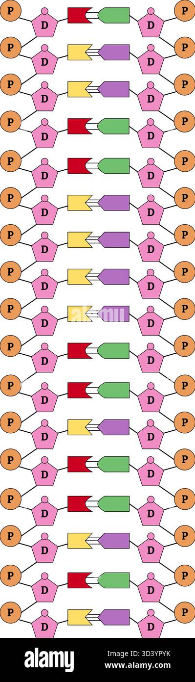 Dna molecule structure in Stock Vector Images - Alamy