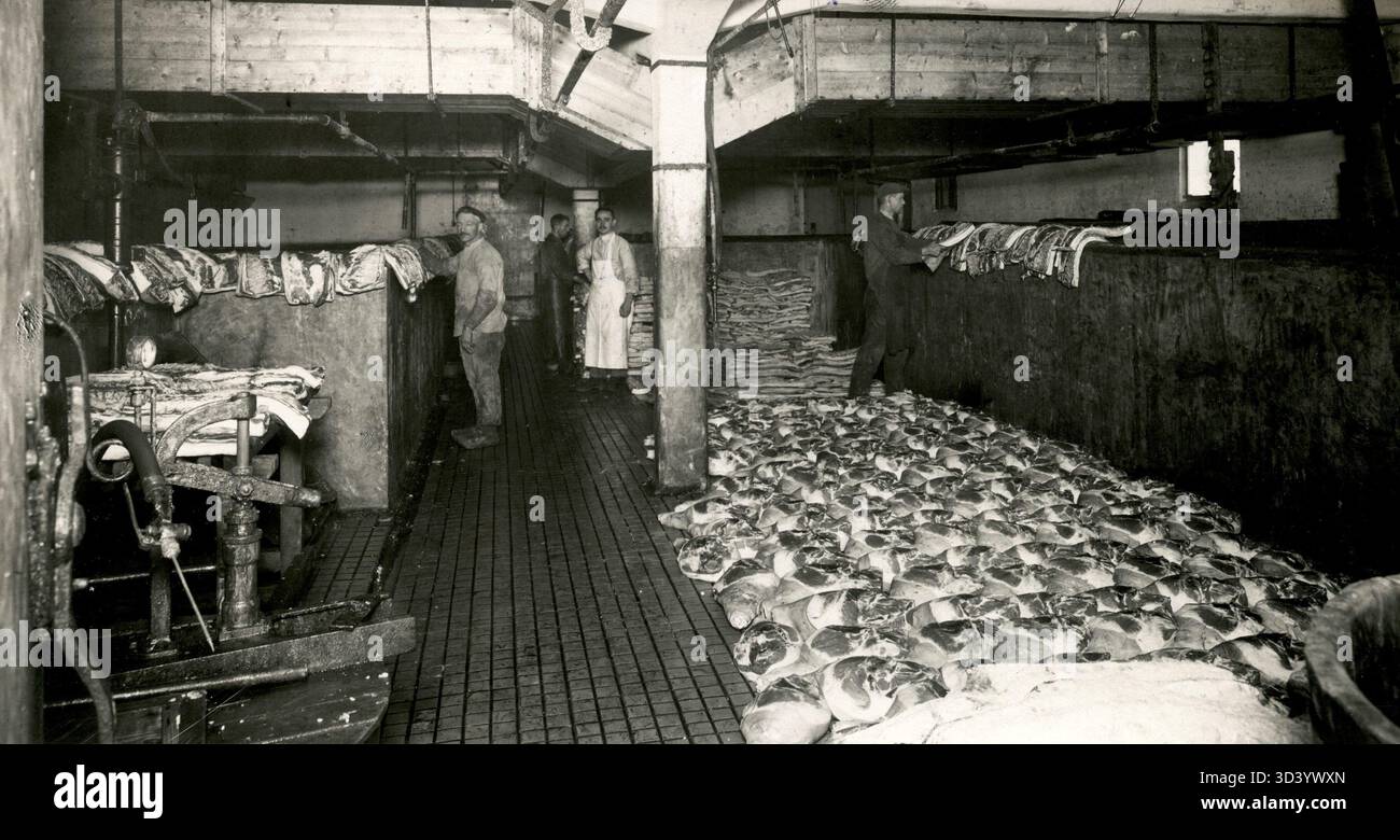 Zendijks slaughterhouse hi-res stock photography and images - Alamy