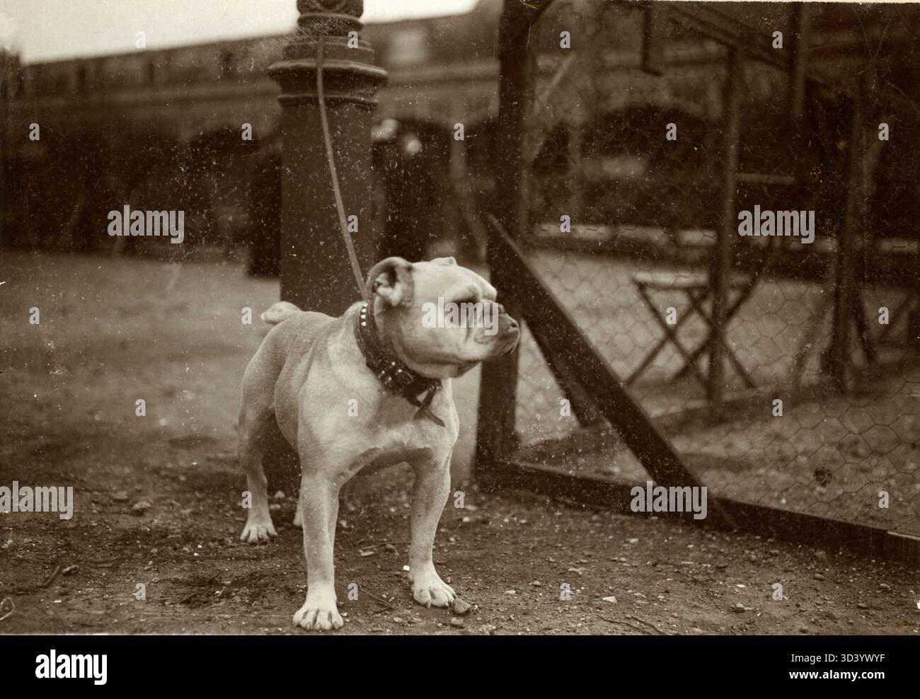 In 1910 boxer dog hi-res stock photography and images - Alamy