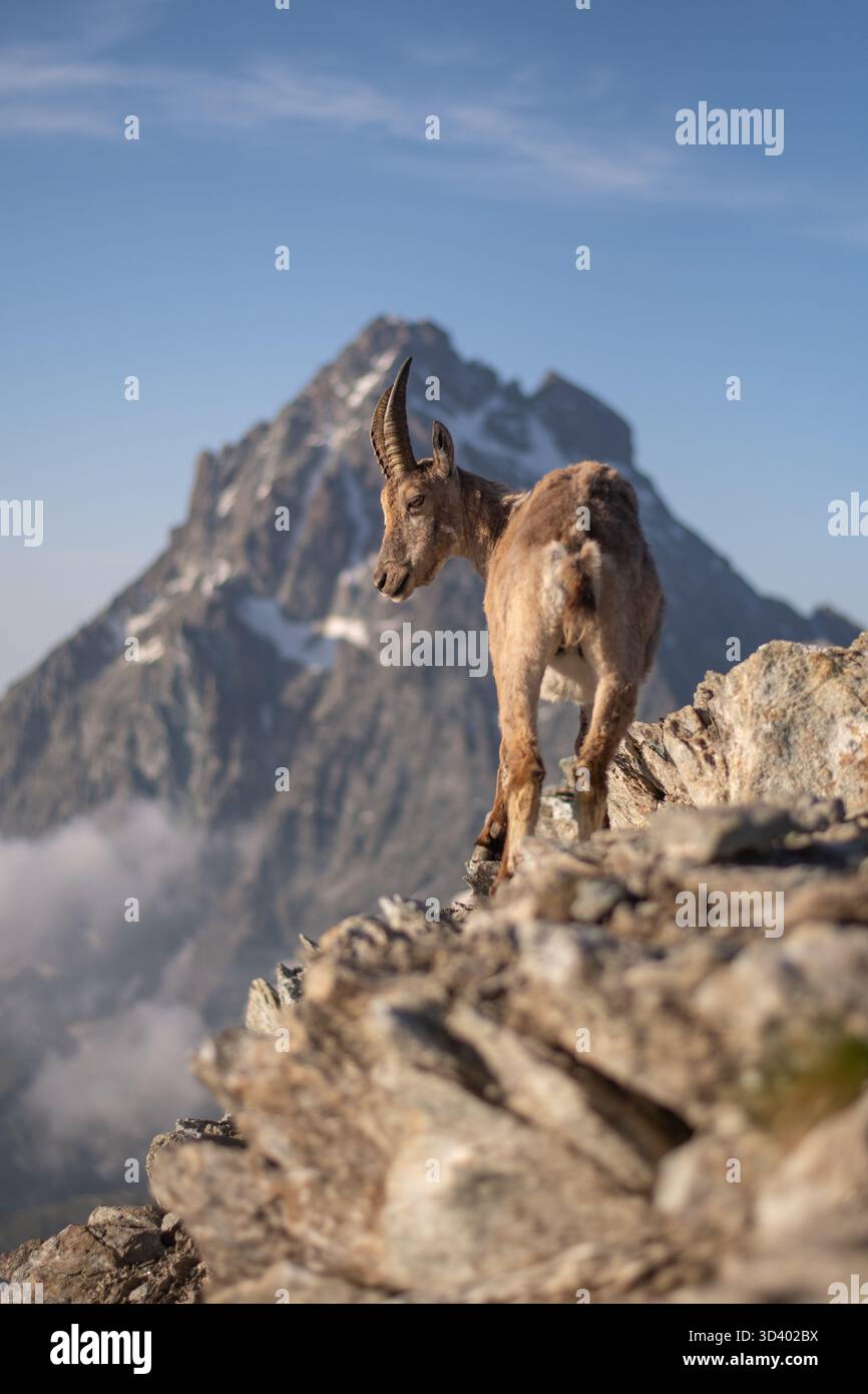 Alpine ibex (female) standing at the edge of a cliff against mountain ...
