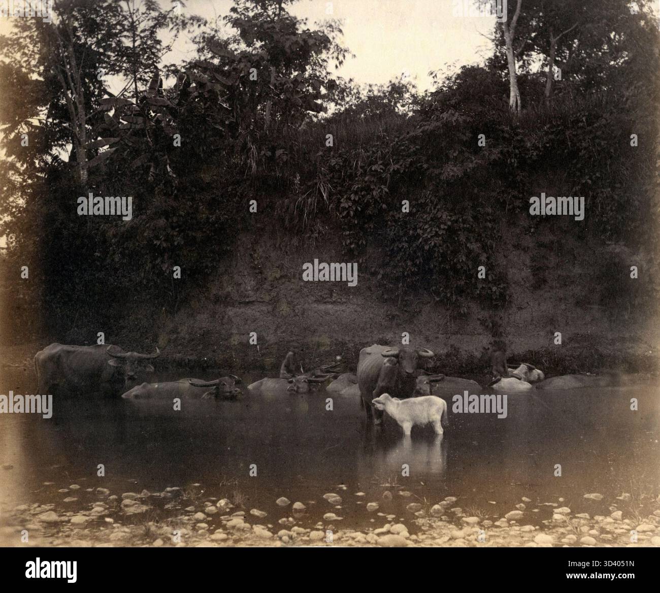 Water buffaloes (karbouwen) are pictured in the water in this ...