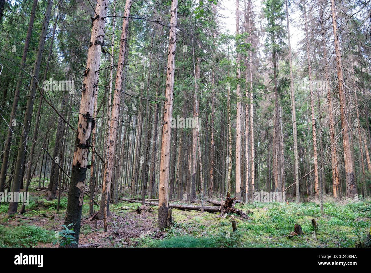 Forest dying after bark beetle attack, dried out dead adult spruce ...