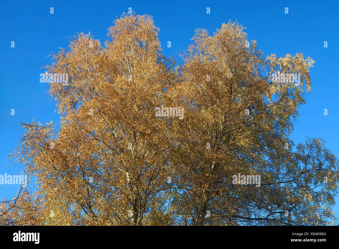 Birken im Herbst Die Sand- oder auch Hängebirke als Pioniergehölz im ...