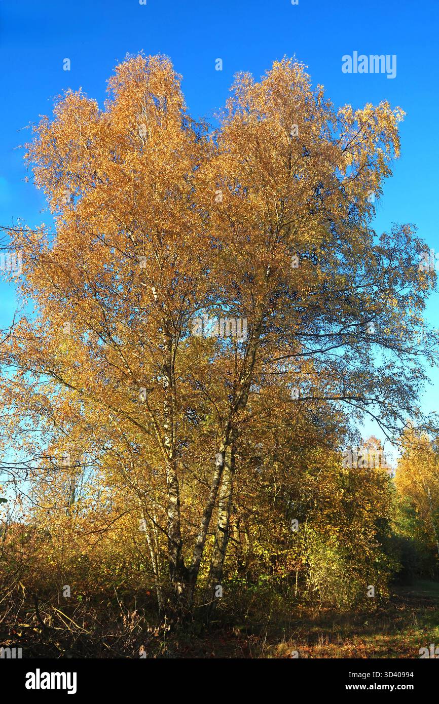 Birken im Herbst Die Sand- oder auch Hängebirke als Pioniergehölz im ...