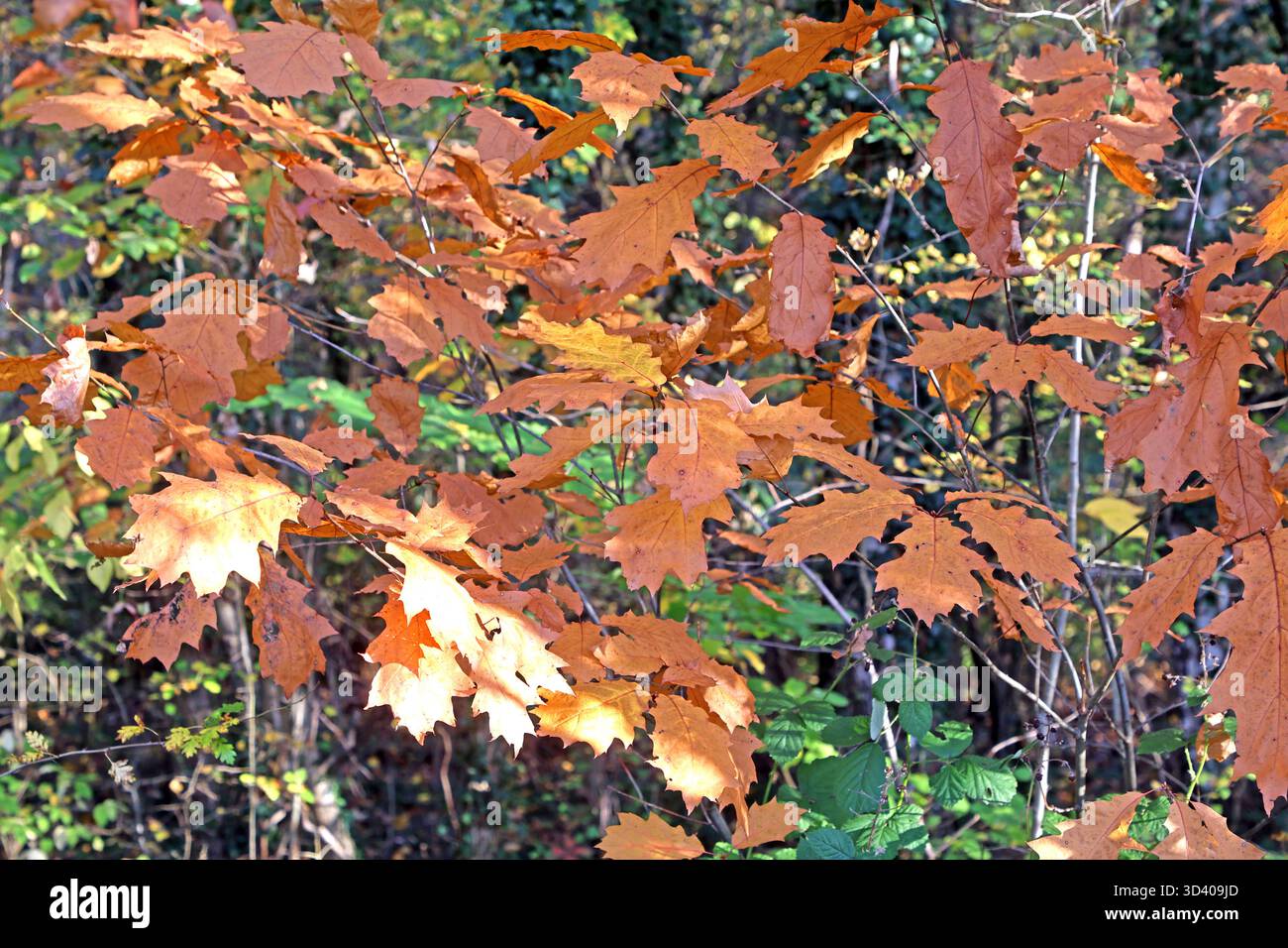 Baum des Jahres 2025 Das leuchtende Herbstlaub der Rot-Eiche aus ...