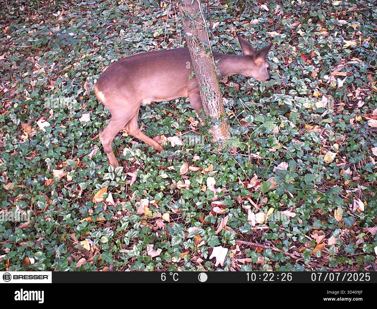 Wildkameras für den universellen Einsatz Eine Wild- oder auch ...