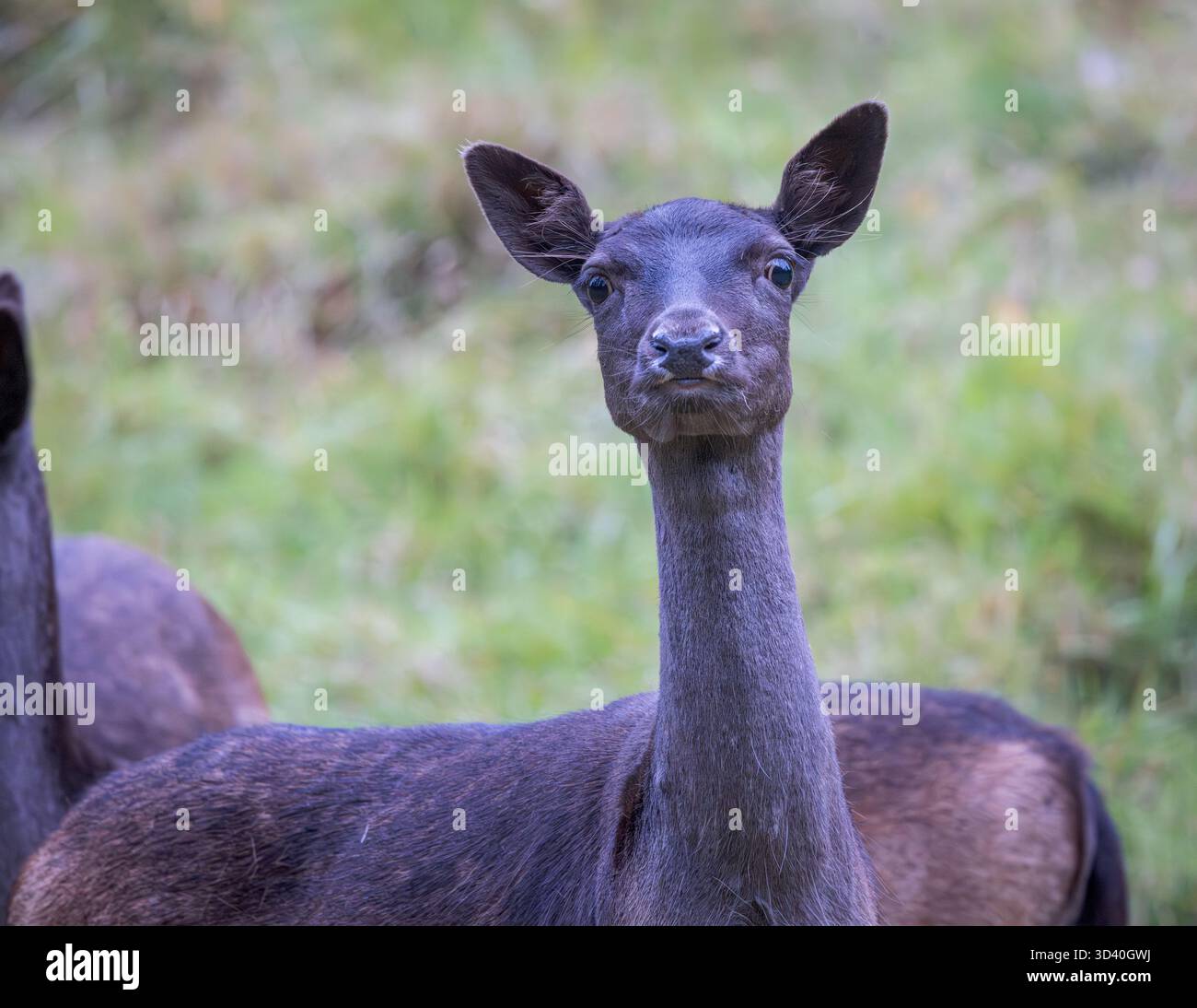 Melanistic Fallow Deer [ Dama dama ] female [Doe ] head and shoulders ...