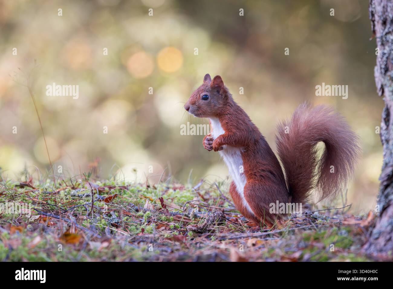 Red Squirrel [ Sciurus vulgaris ] standing on the ground at the base of ...