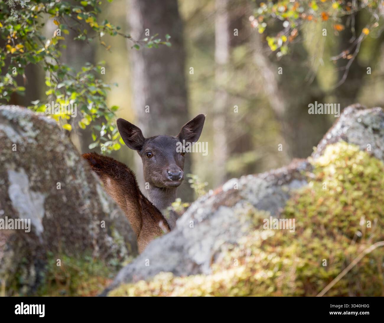 Melanistic Fallow Deer [ Dama dama ] female [Doe ] close up shot ...
