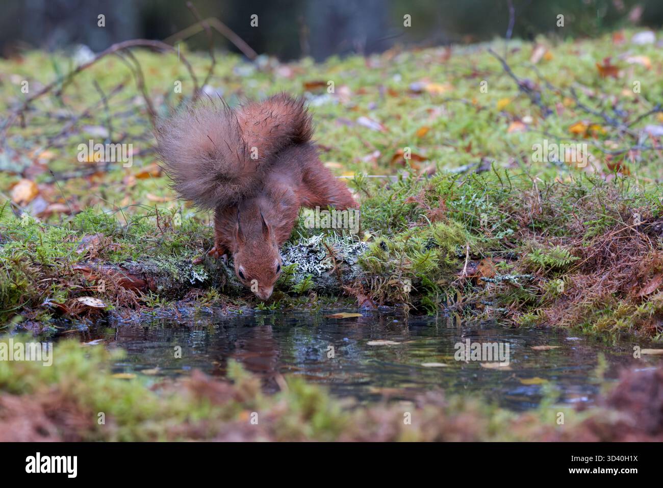 Red Squirrel [ Sciurus vulgaris ] at small pool with partial reflection ...