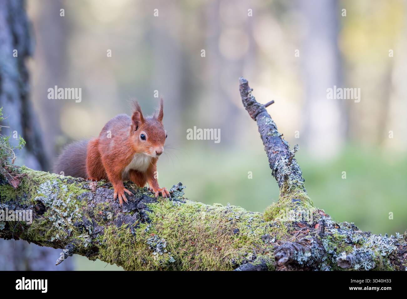 Red Squirrel [ Sciurus vulgaris ] on fallen tree. Perthshire, Scotland ...