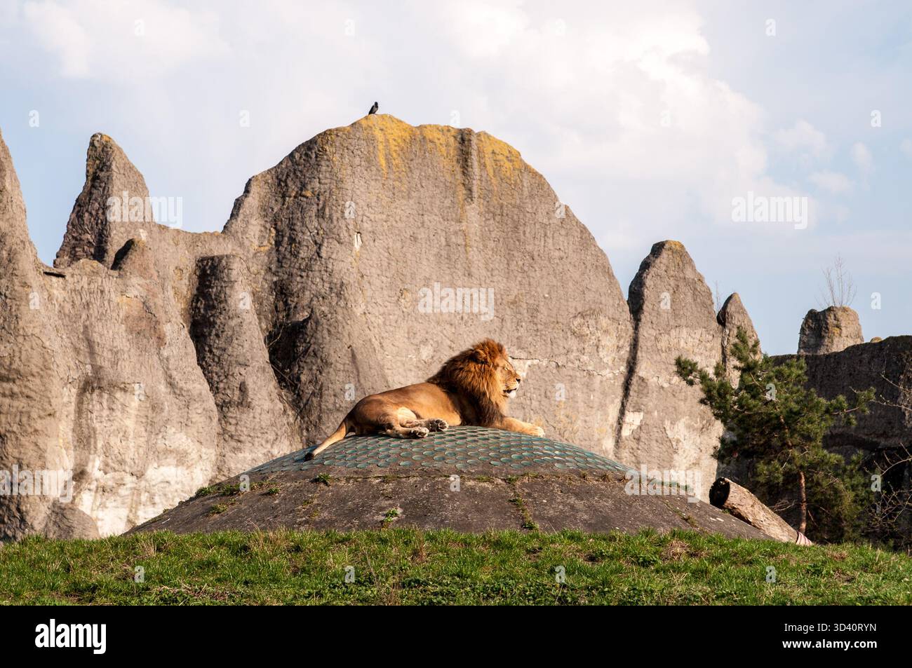 Male lion lying on rocky platform in zoo enclosure Stock Photo - Alamy
