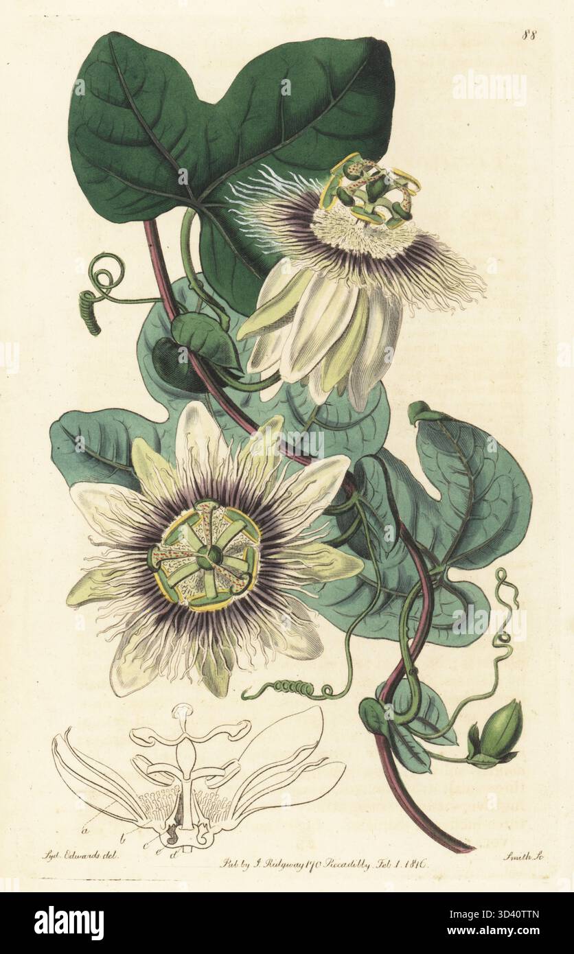 Passiflora stipulata. Cayenne passionflower, Passiflora glauca. Native ...