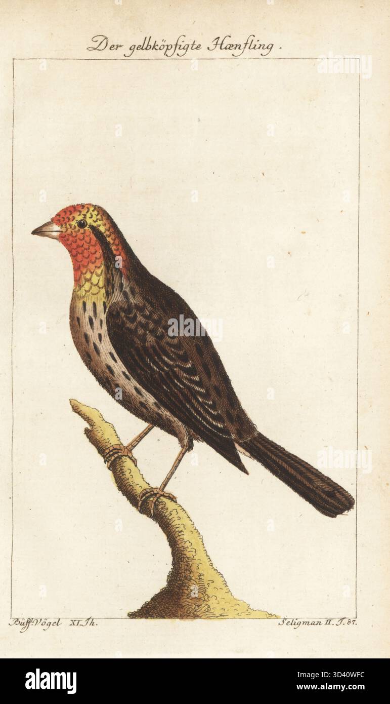 Yellow headed crossbill hi-res stock photography and images - Alamy