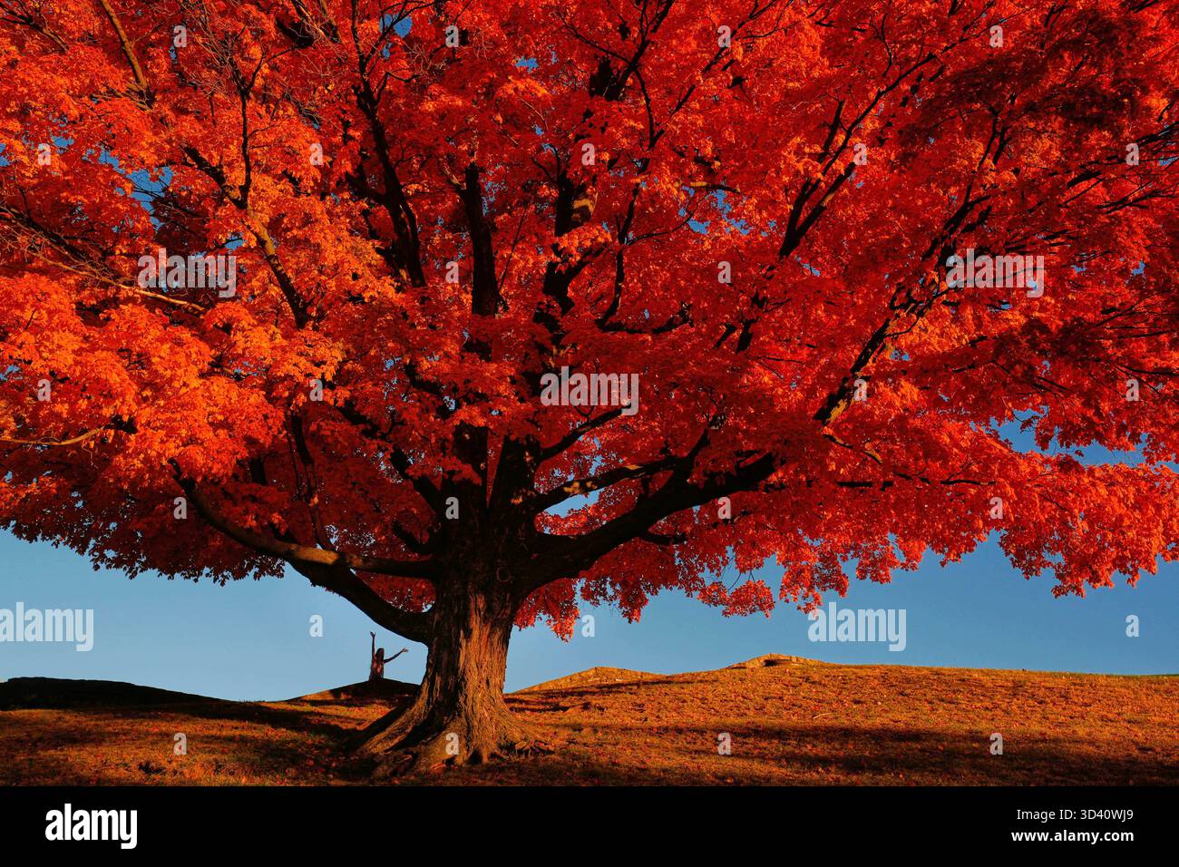 A person poses for a photo in front of a maple tree displaying fall ...