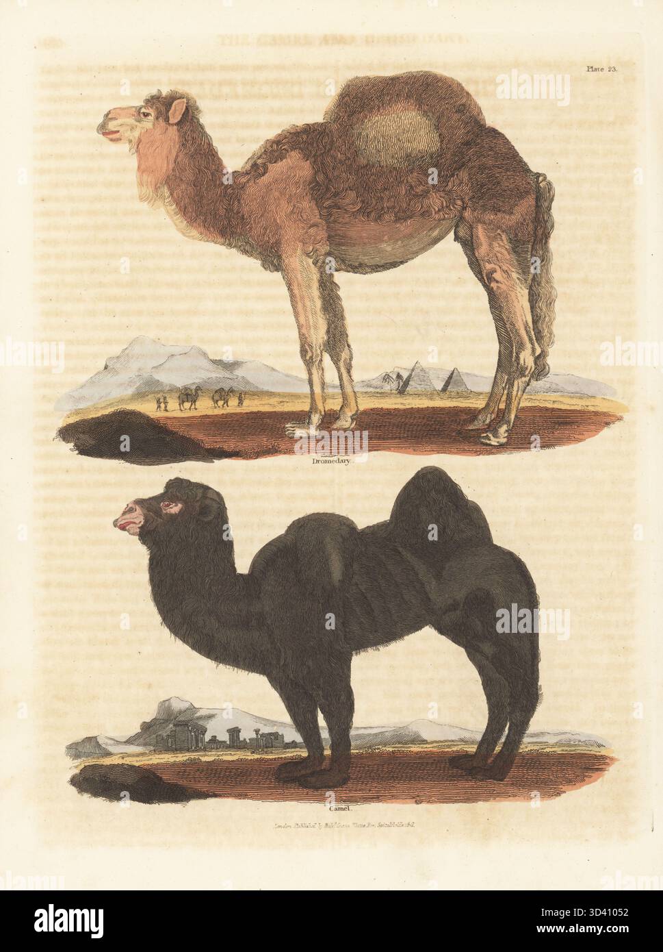 1795 birds hi-res stock photography and images - Alamy