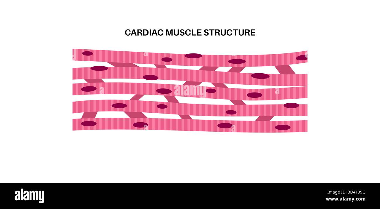 Illustration of cardiac muscle tissue structure. Cardiac muscle tissue ...