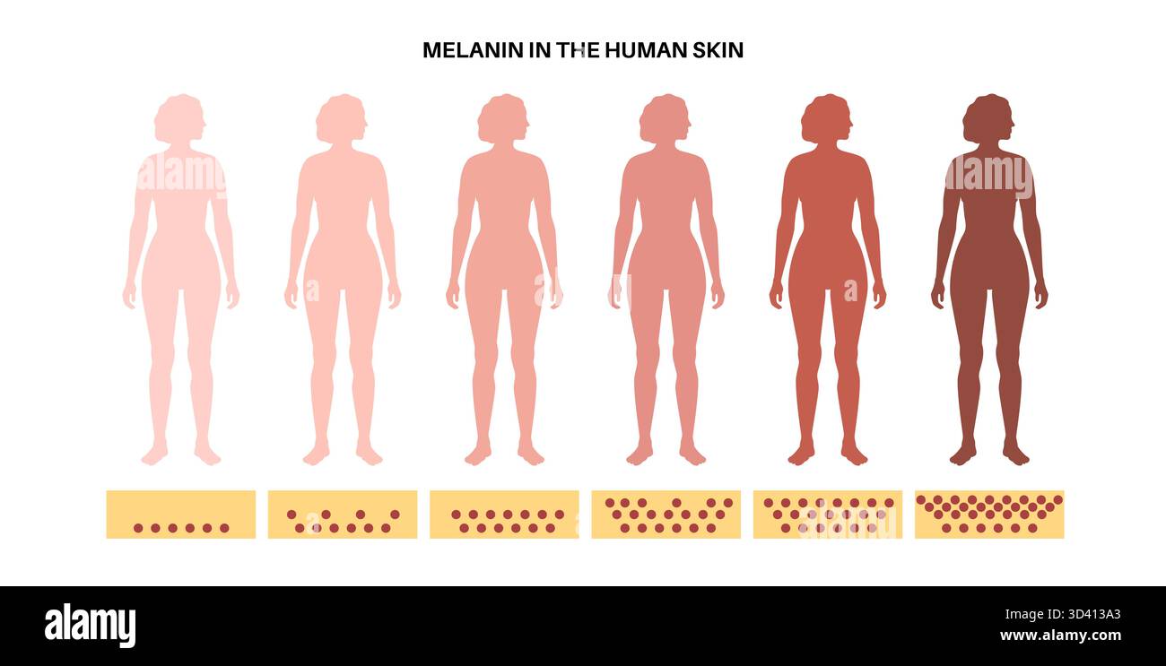 Illustration of melanin in the human skin, ranging from light to dark ...