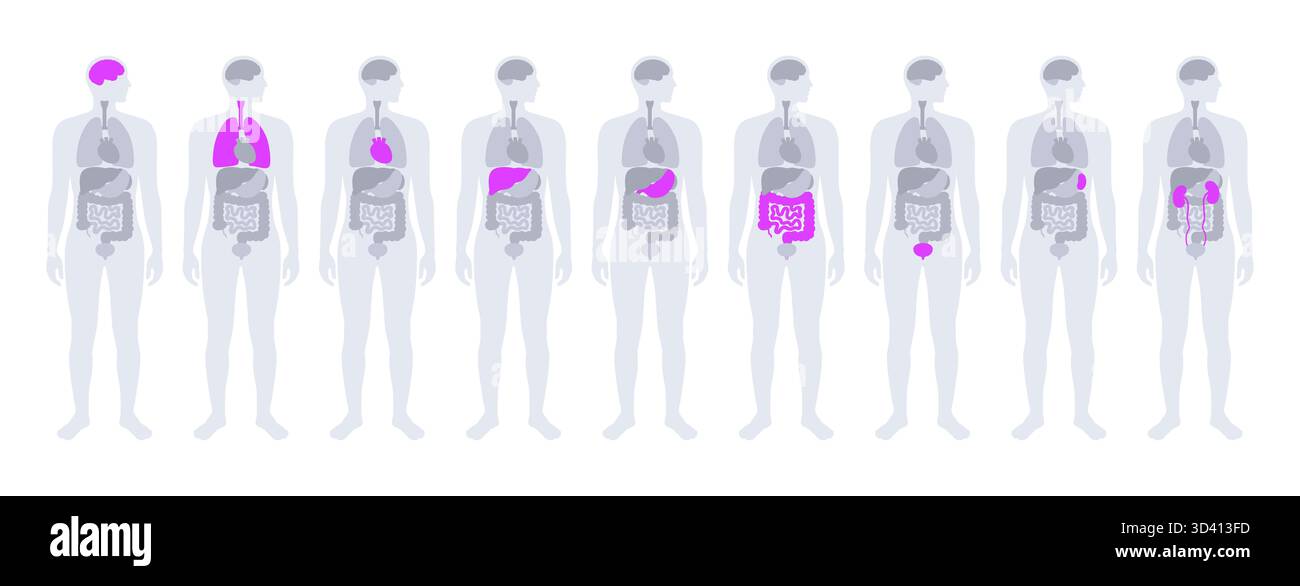 Illustration of internal organs in the human body with different organs ...
