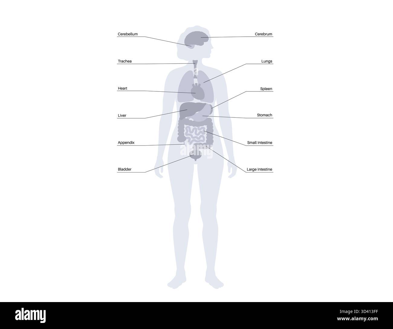 Illustration of internal organs in the human body Stock Photo - Alamy