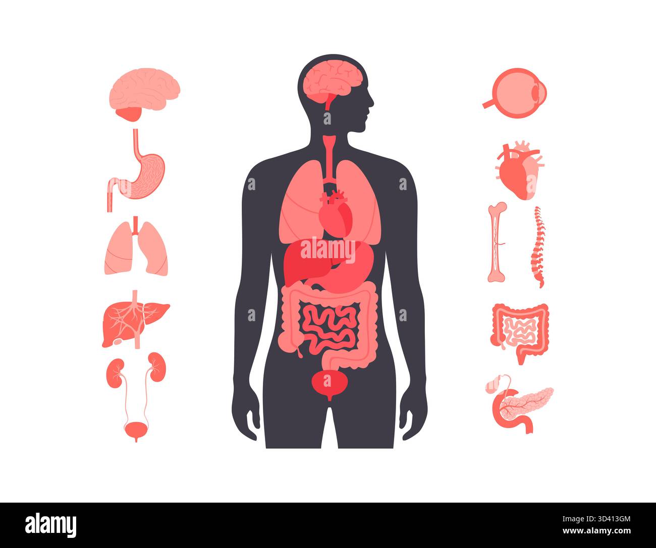 Illustration of internal organs in the human body Stock Photo - Alamy