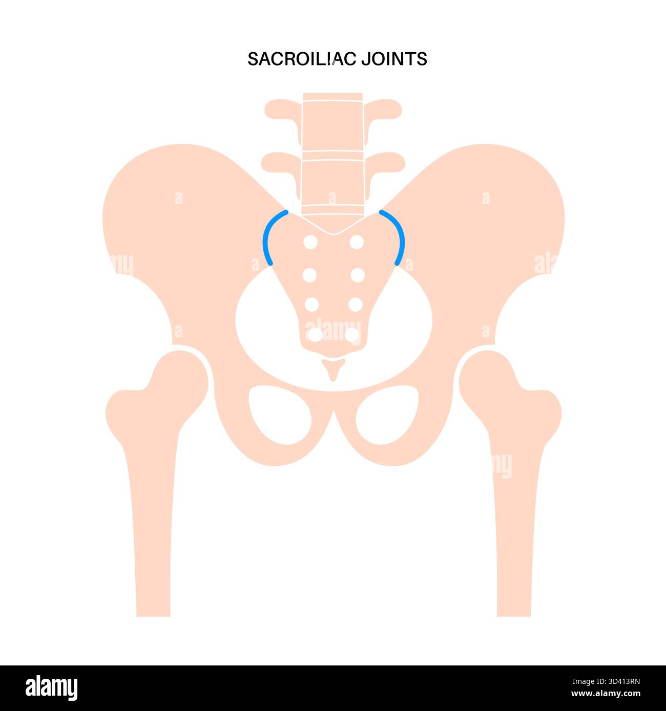 Spine of ischium Cut Out Stock Images & Pictures - Alamy